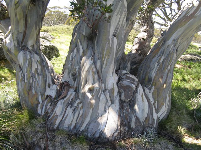 Snow gums | Whispering Gums